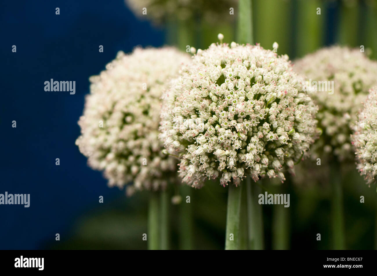 Allium 'Ampeloprasum' in flower Stock Photo - Alamy
