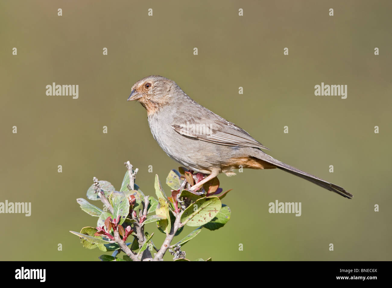 North american towhees hi-res stock photography and images - Alamy