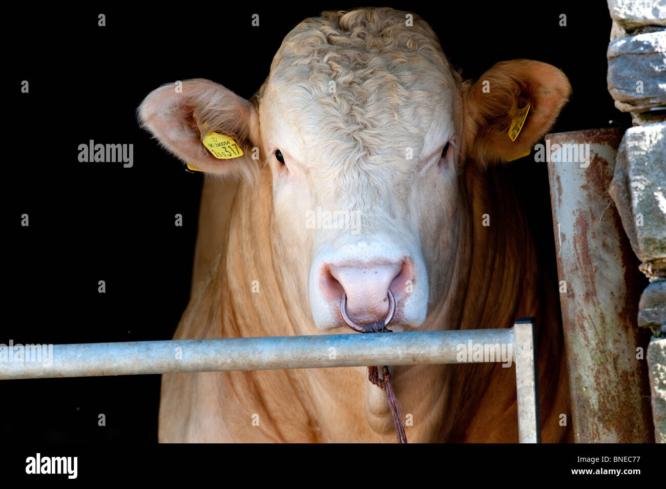 Blonde D'Aquataine beef bull looking over gate in pen Stock Photo - Alamy