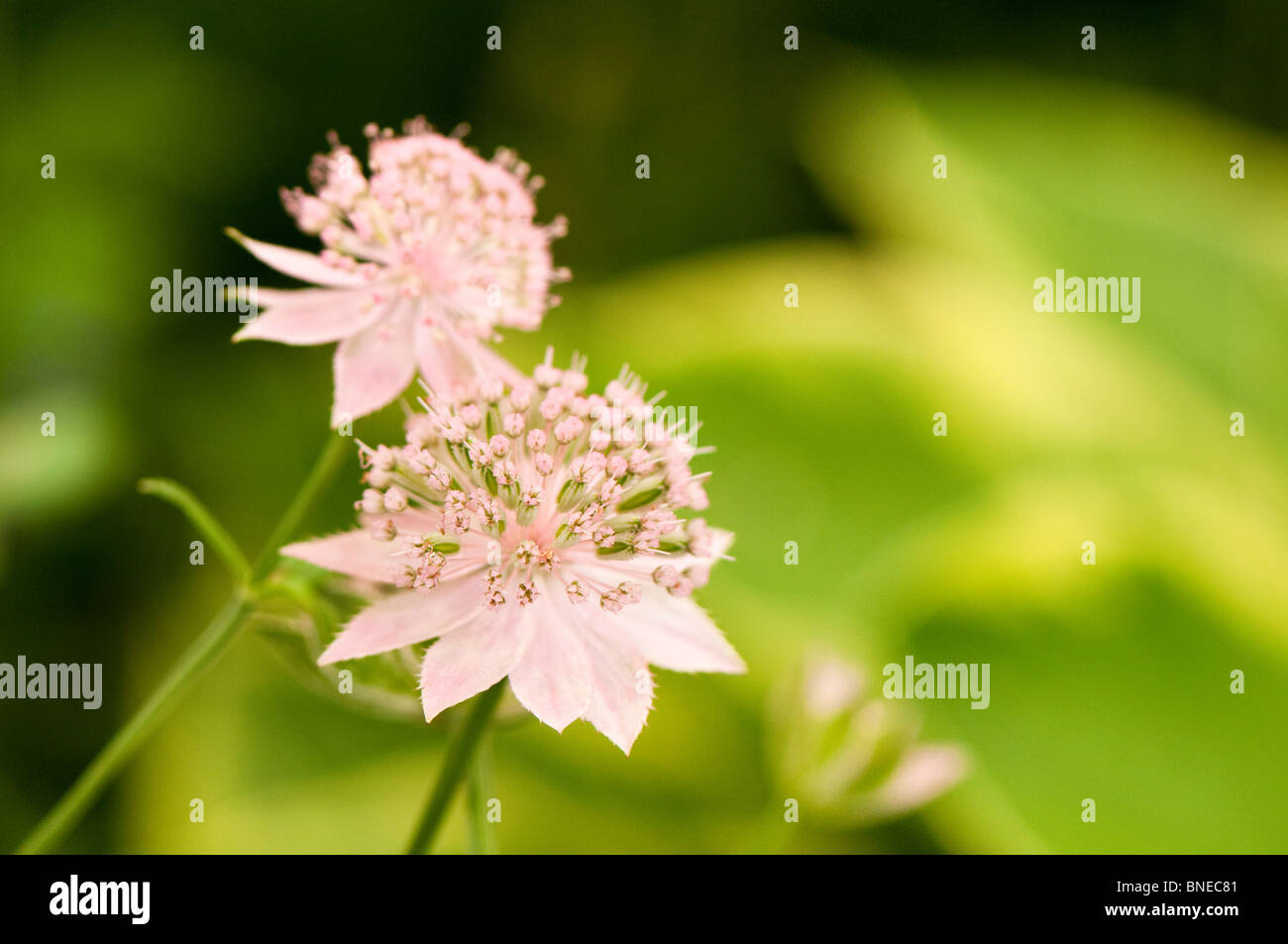 Astrantia maxima in flower Stock Photo - Alamy