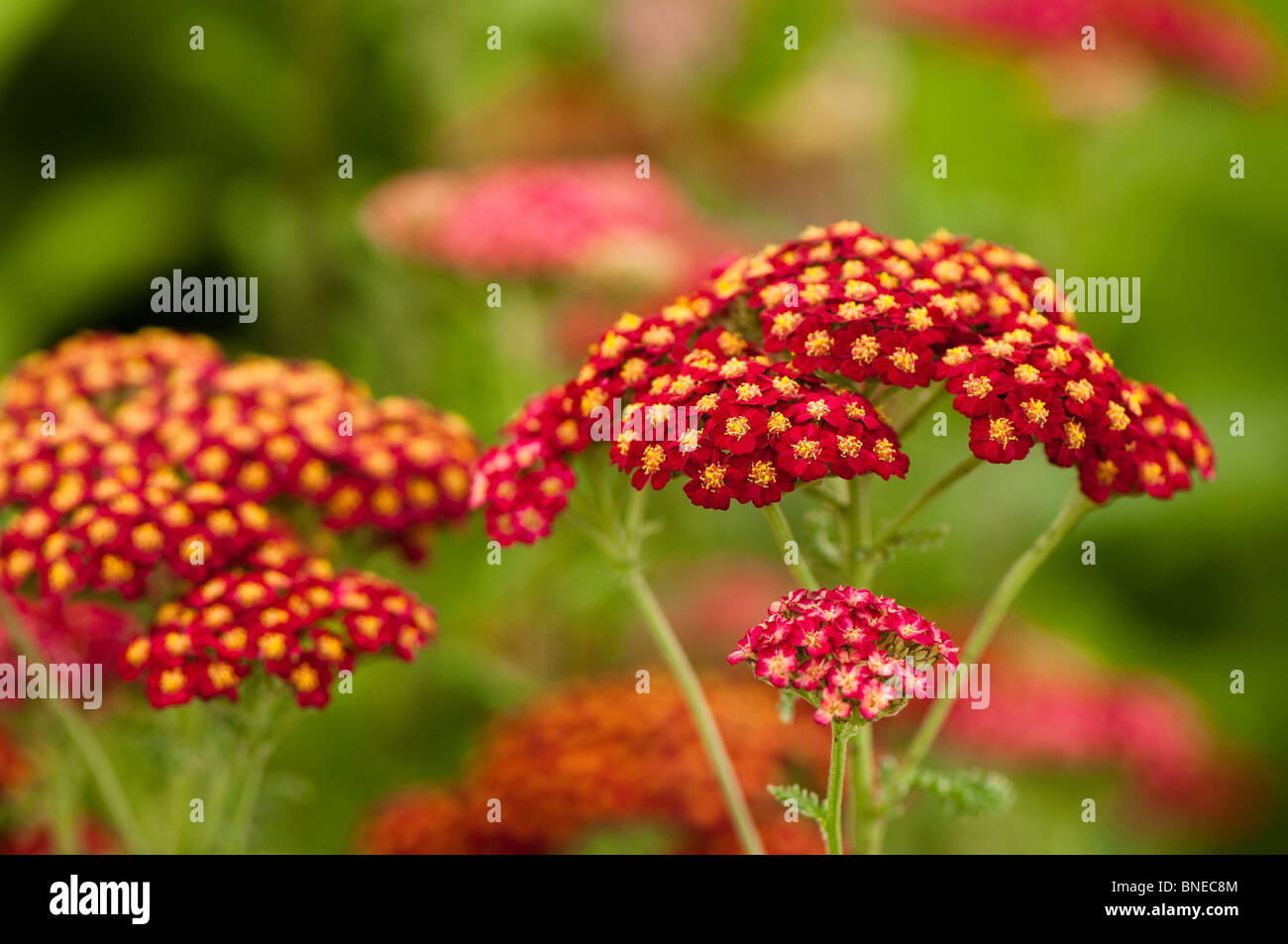 Achillea millefolium red velvet hi-res stock photography and images - Alamy