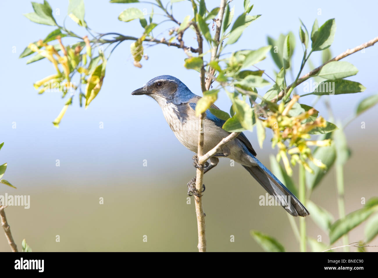North american scrub jays hi-res stock photography and images - Alamy