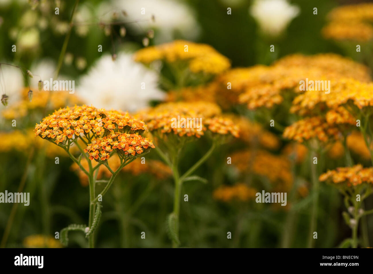 Achillea millefolium orange hi-res stock photography and images - Alamy