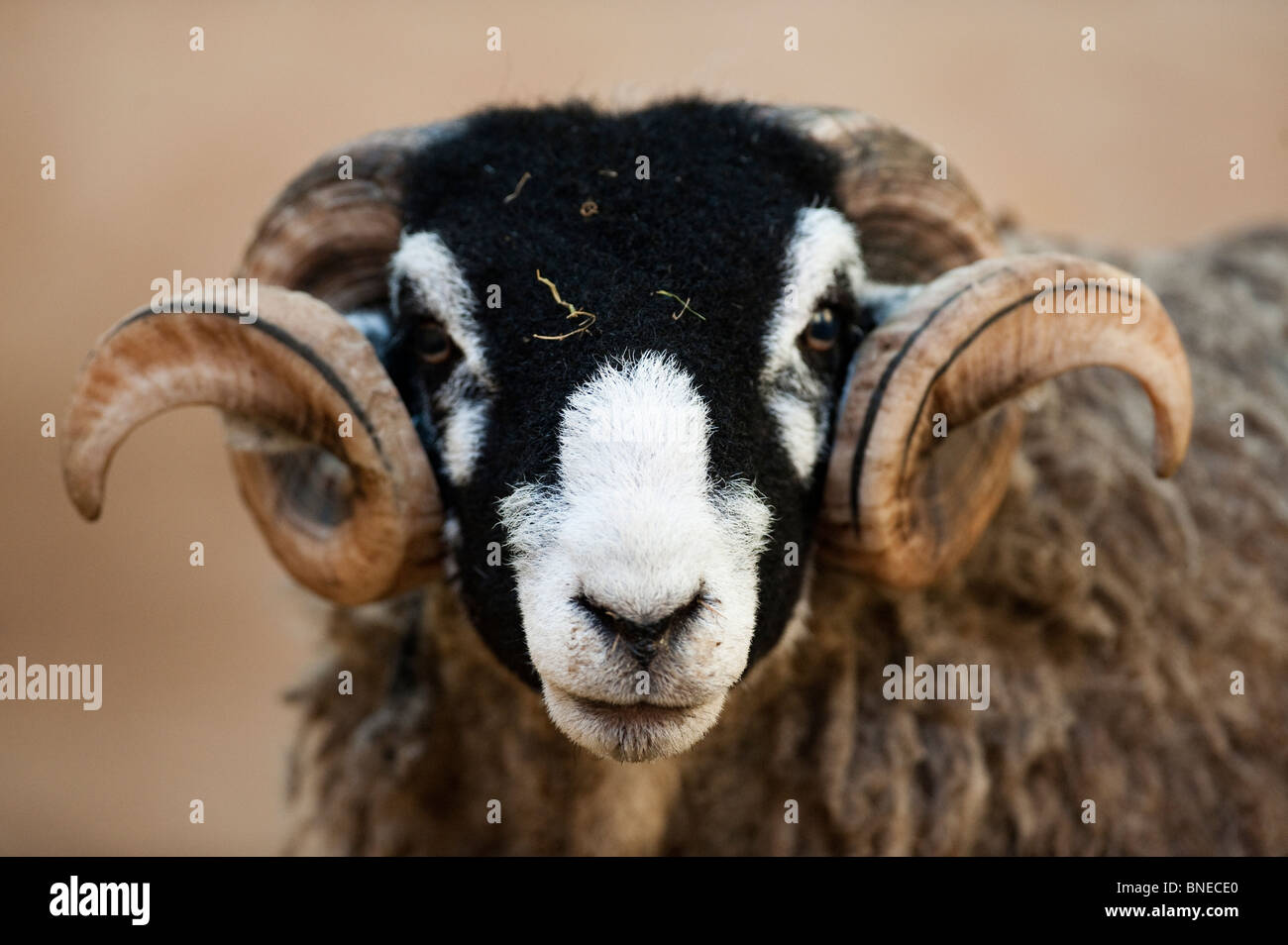 Tups head hi-res stock photography and images - Alamy