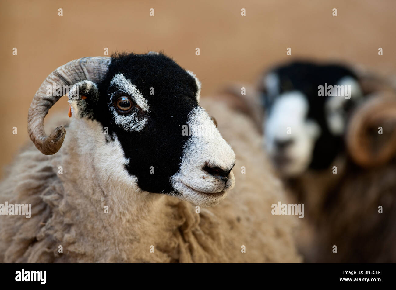 Swaledale gimmer hogg in field Stock Photo - Alamy