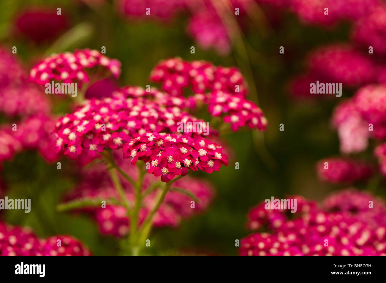 Achillea millefolium 'Heidi' in flower Stock Photo - Alamy