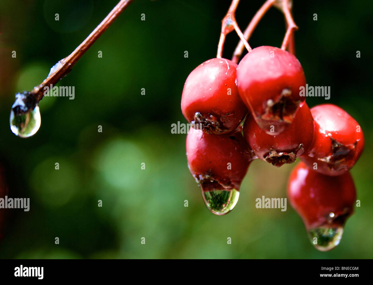 Berries after a rain storm on a branch Stock Photo - Alamy