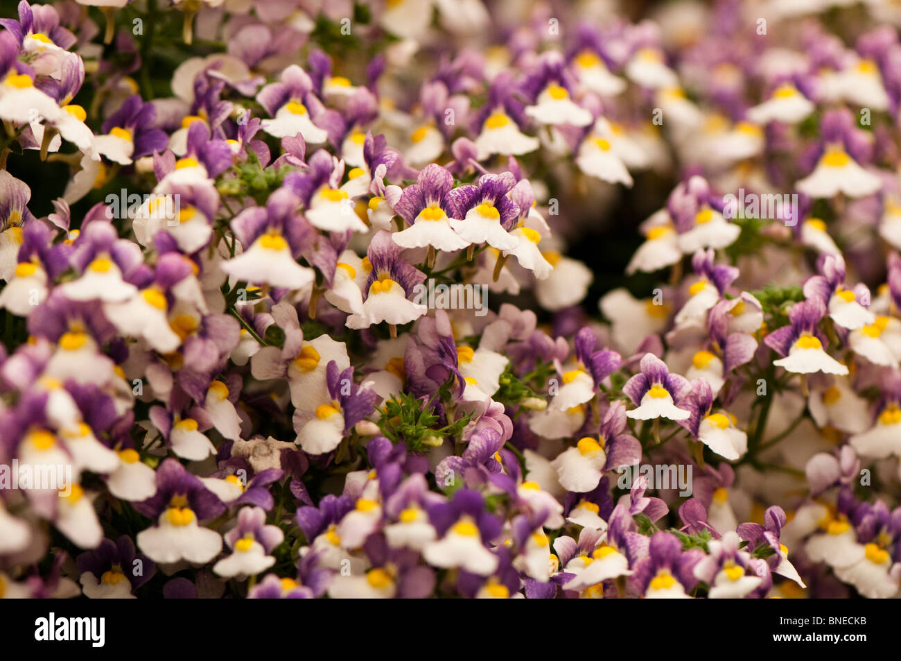 Nemesia Maritana 'Blueberry Ripple' in flower Stock Photo - Alamy