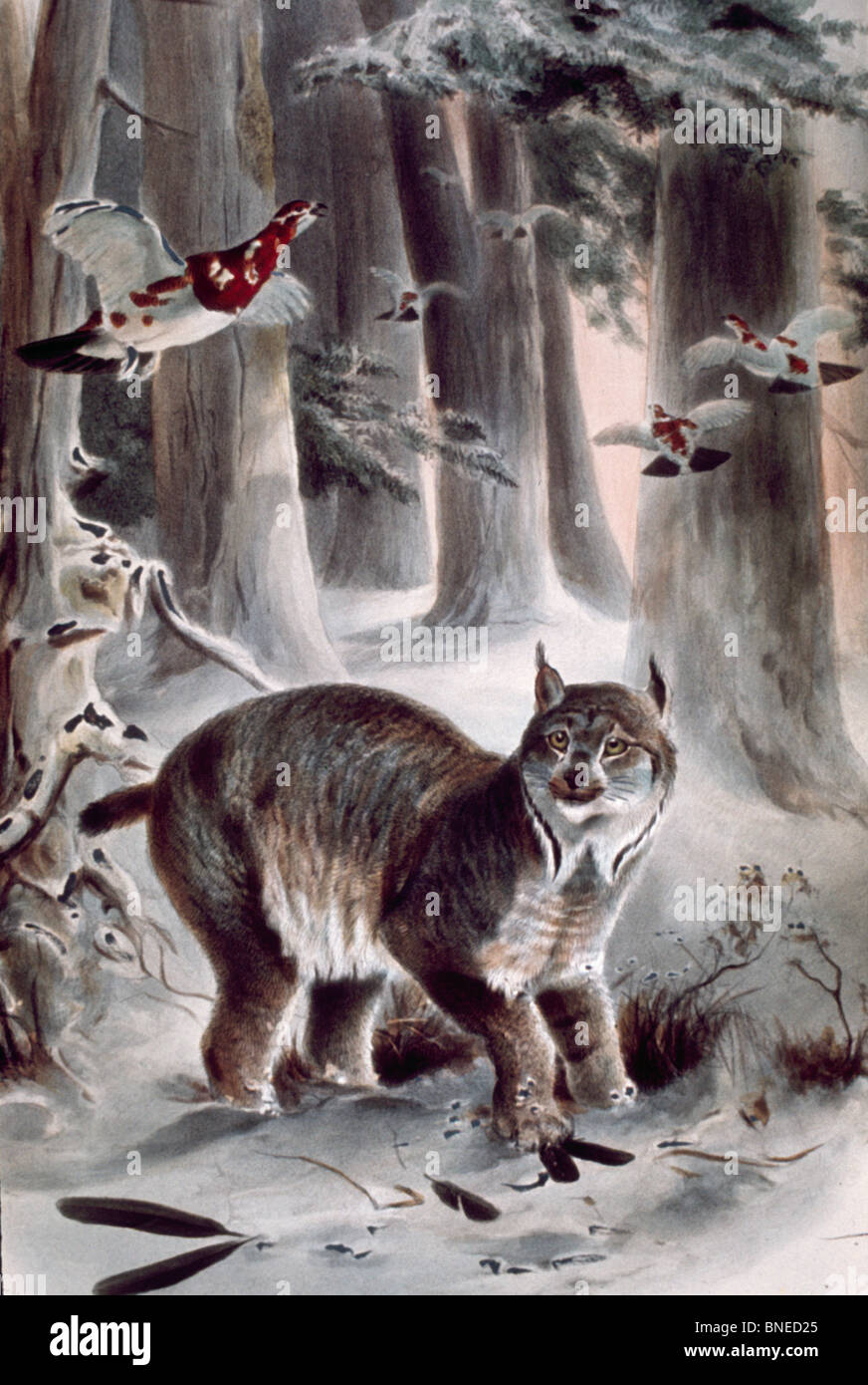 Canadian Lynx, artist unknown Stock Photo - Alamy