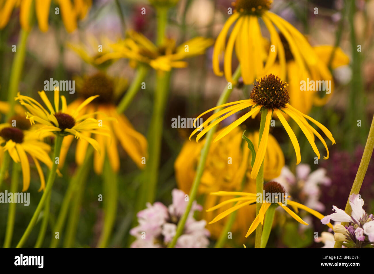 Bright yellow flowers on display at the Hampton Court Palace Show Stock ...