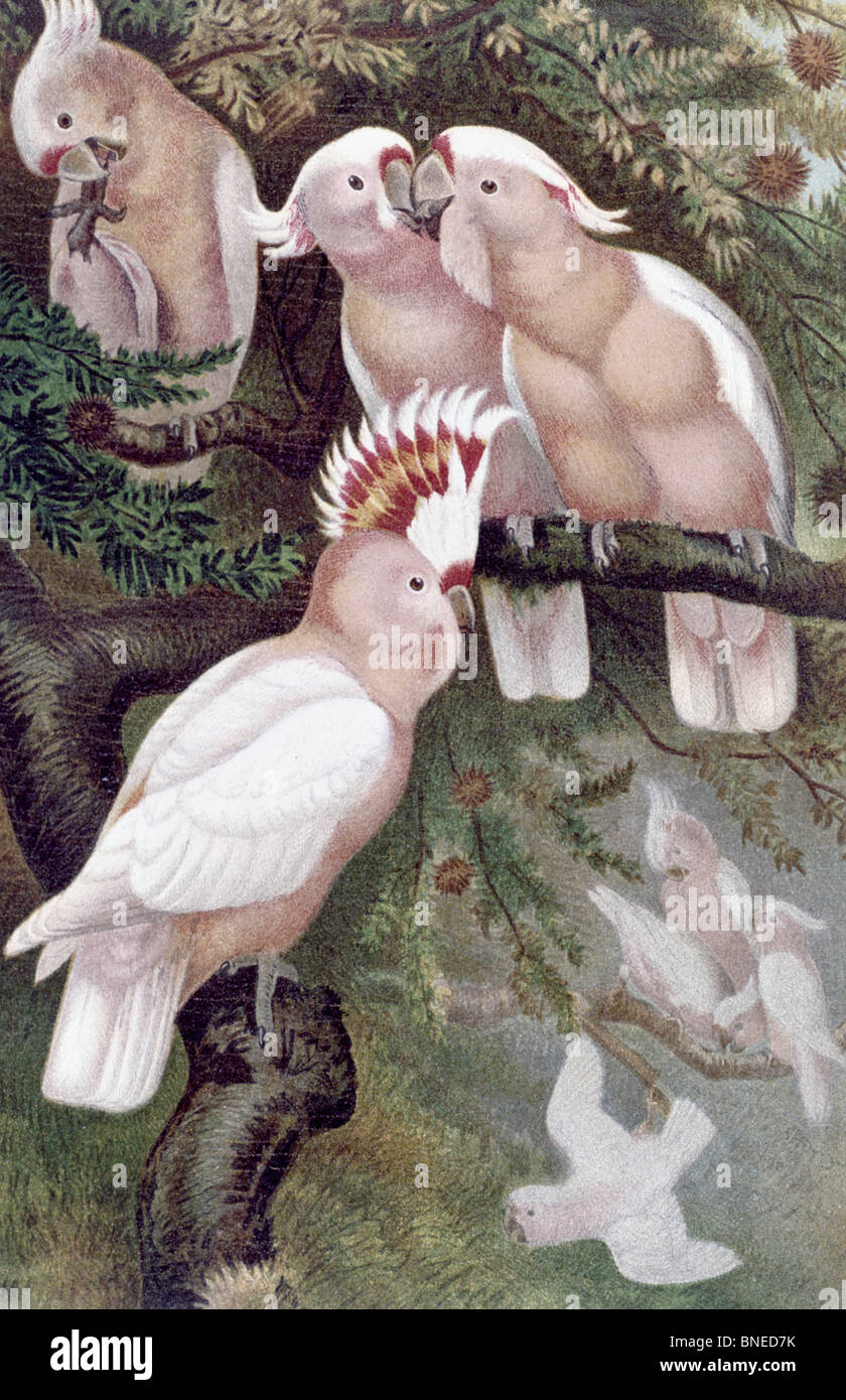 Cockatoo, artist unknown Stock Photo - Alamy