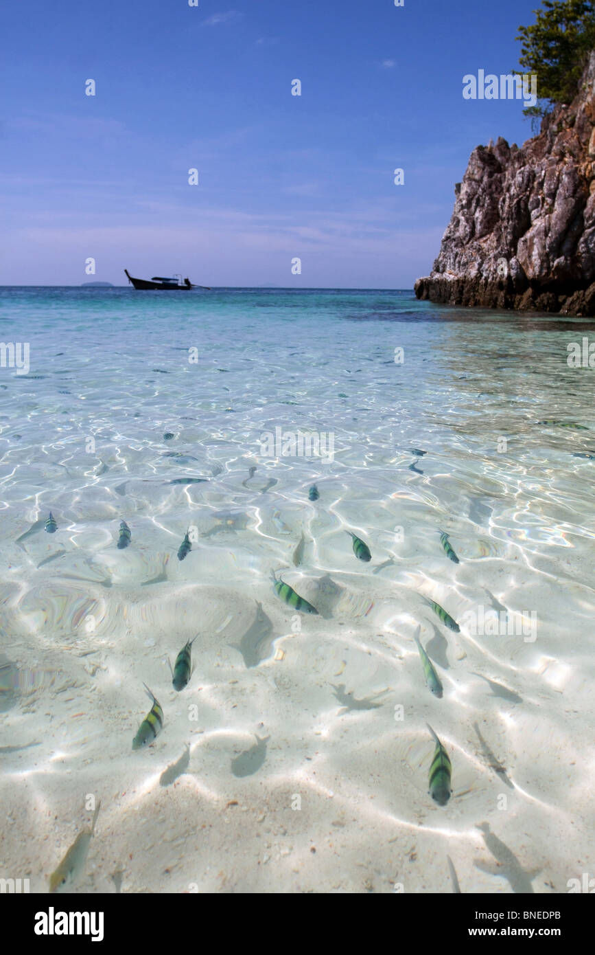Clear Ocean Water With Fish