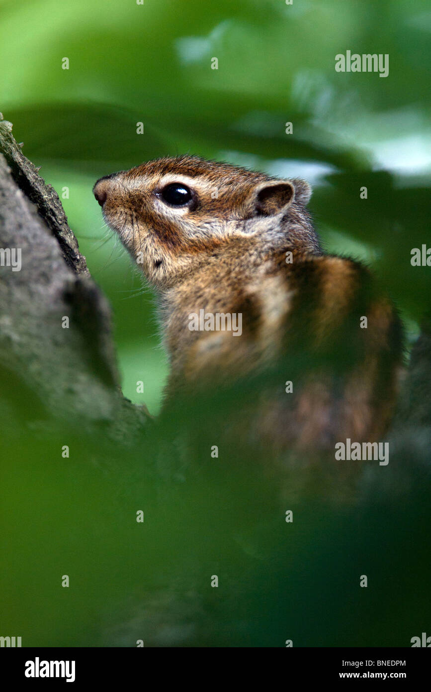Chipmunk in a tree hi-res stock photography and images - Alamy