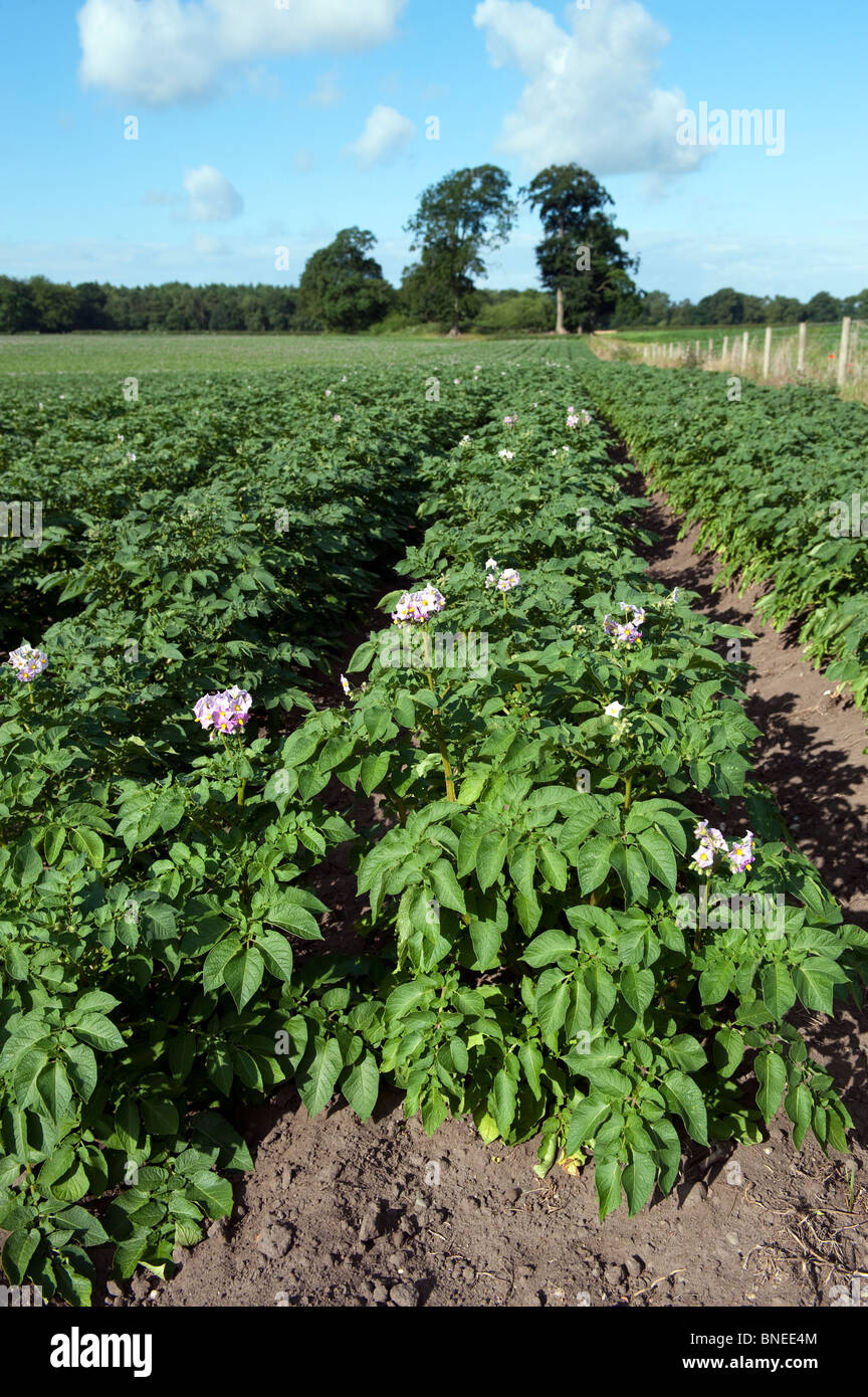 Potoato crop at early flowering stage Stock Photo - Alamy