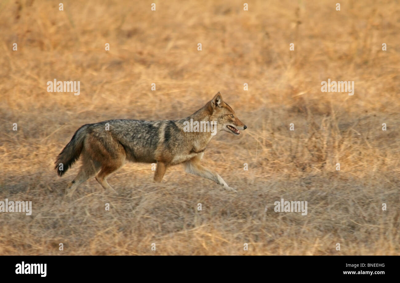 A Golden Jackal running in Bandhavgarh National Park, India Stock Photo ...