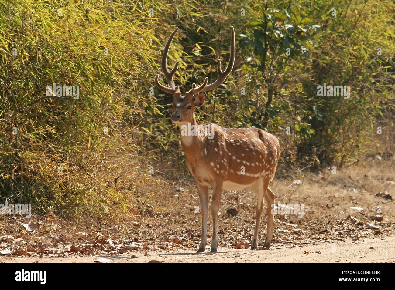 A male Spotted Deer stag standing in the jungle of Bandhavgarh National ...