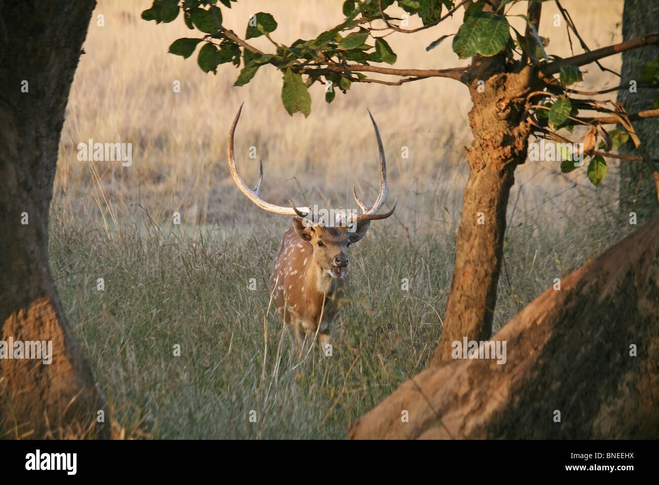 A male Spotted Deer stag portrait shot. Picture taken in Bandhavgarh ...