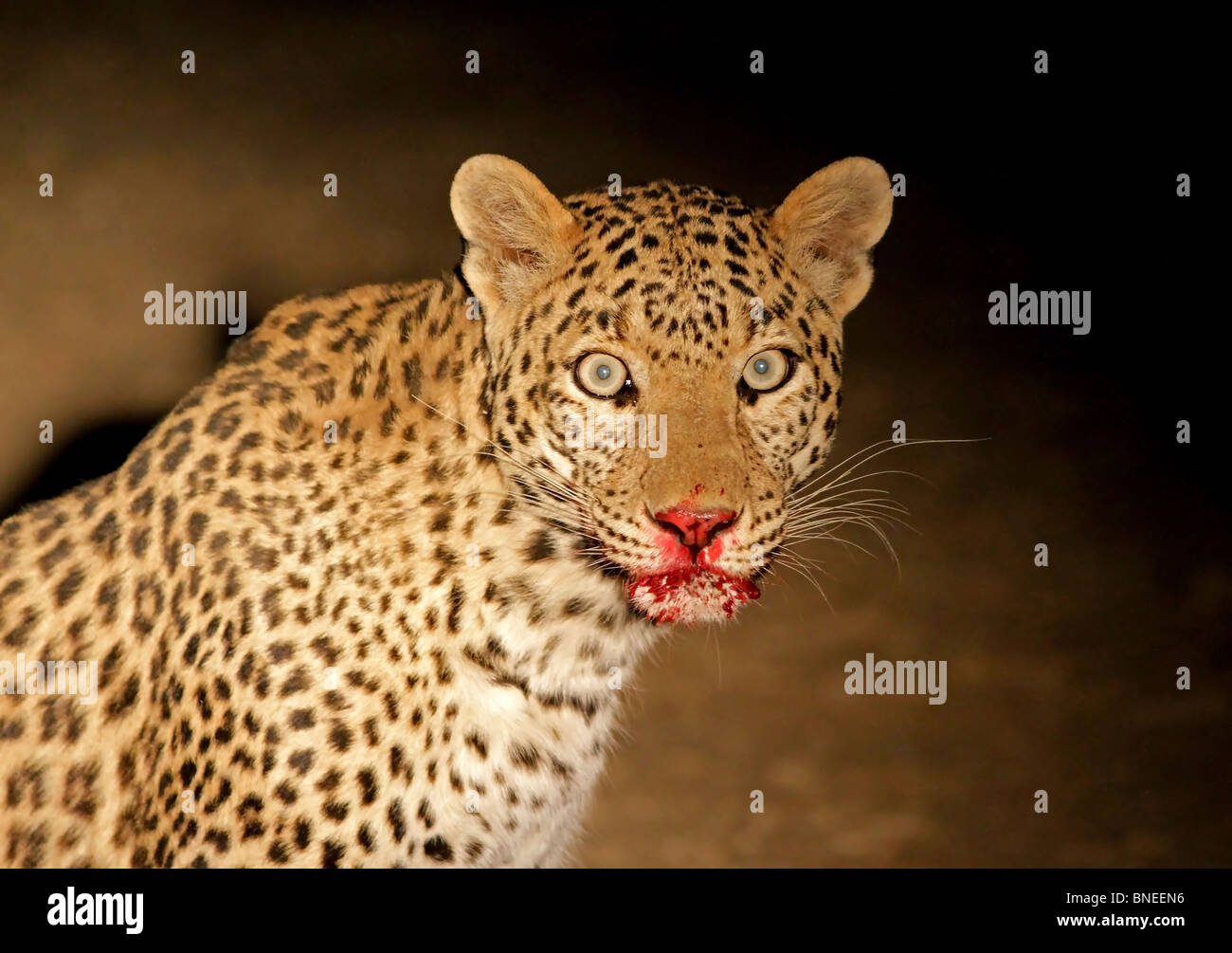 A Leopard with blood smeared face eating its prey near a remote village ...