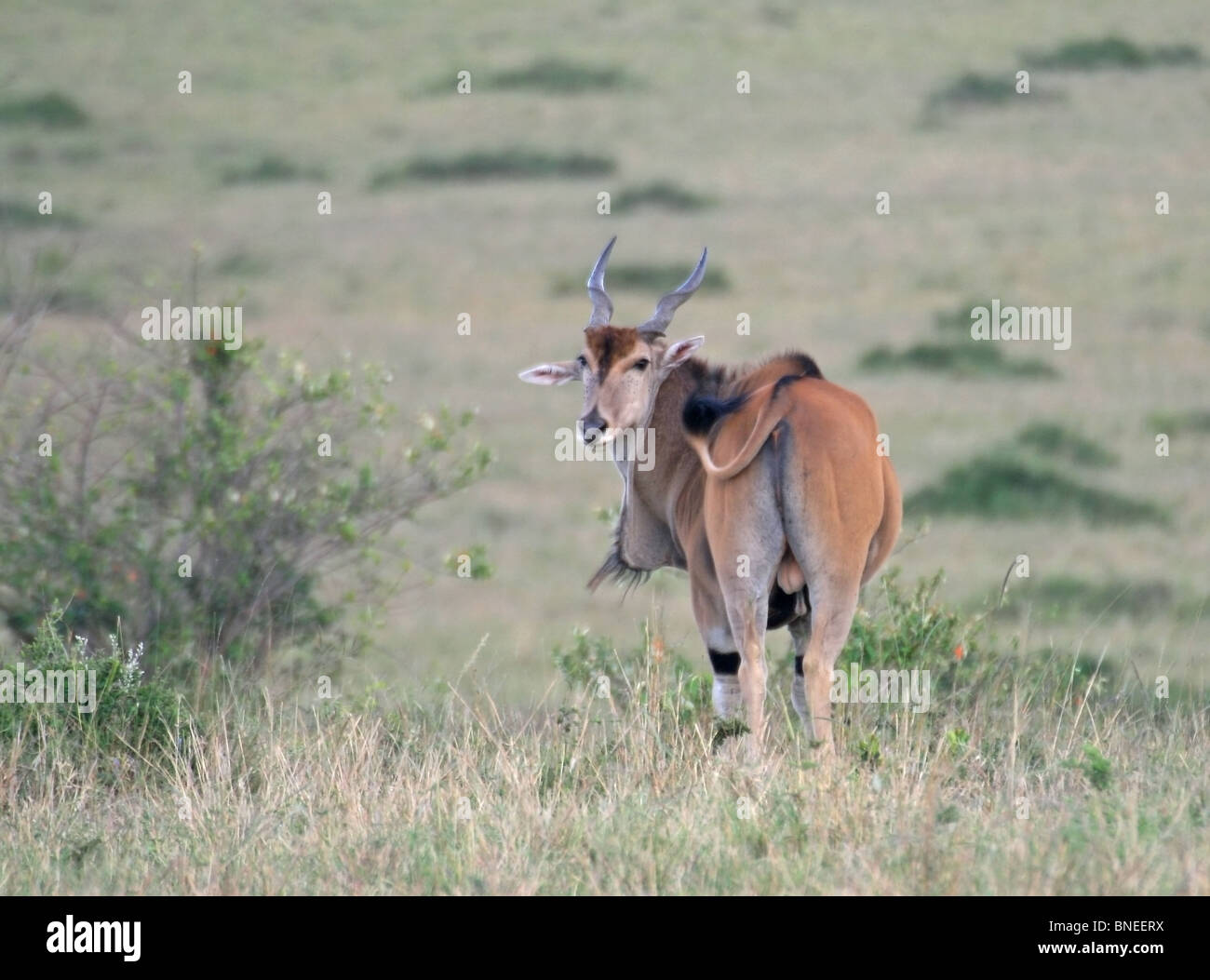 Eland pictures hi-res stock photography and images - Alamy