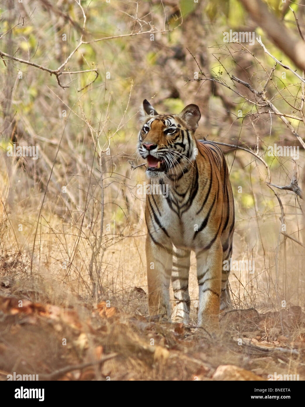 Tiger standing hi-res stock photography and images - Alamy