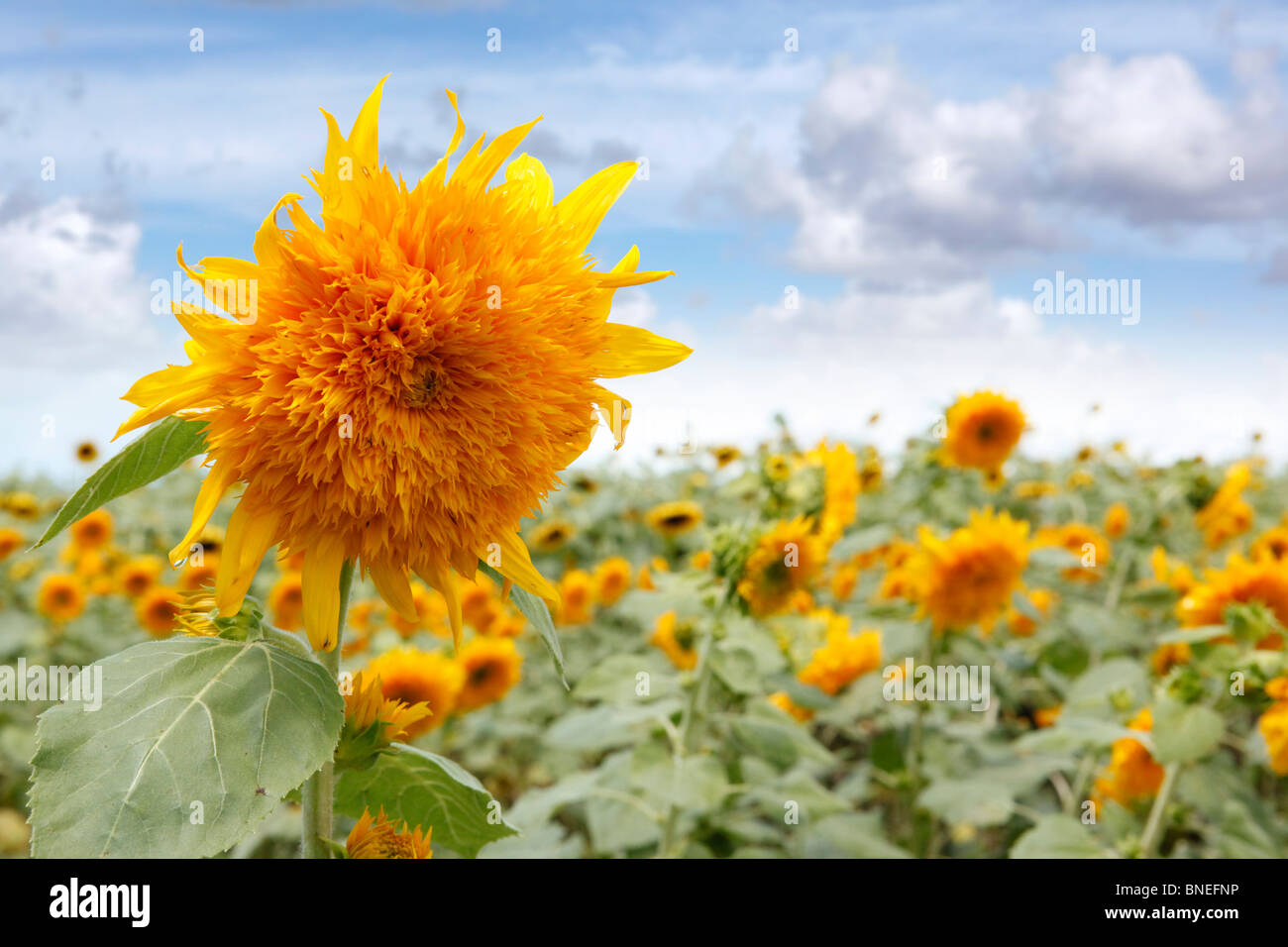 Disk florets of sunflower hi-res stock photography and images - Alamy