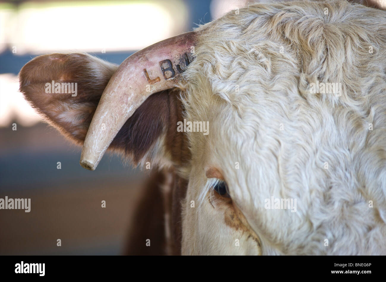 Cattle with LBJ branded in their horn at LBJ historic park and ranch ...