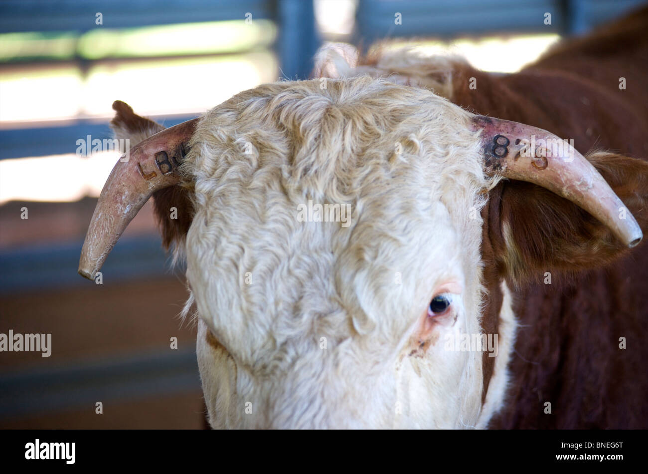 Branded cattle hi-res stock photography and images - Alamy