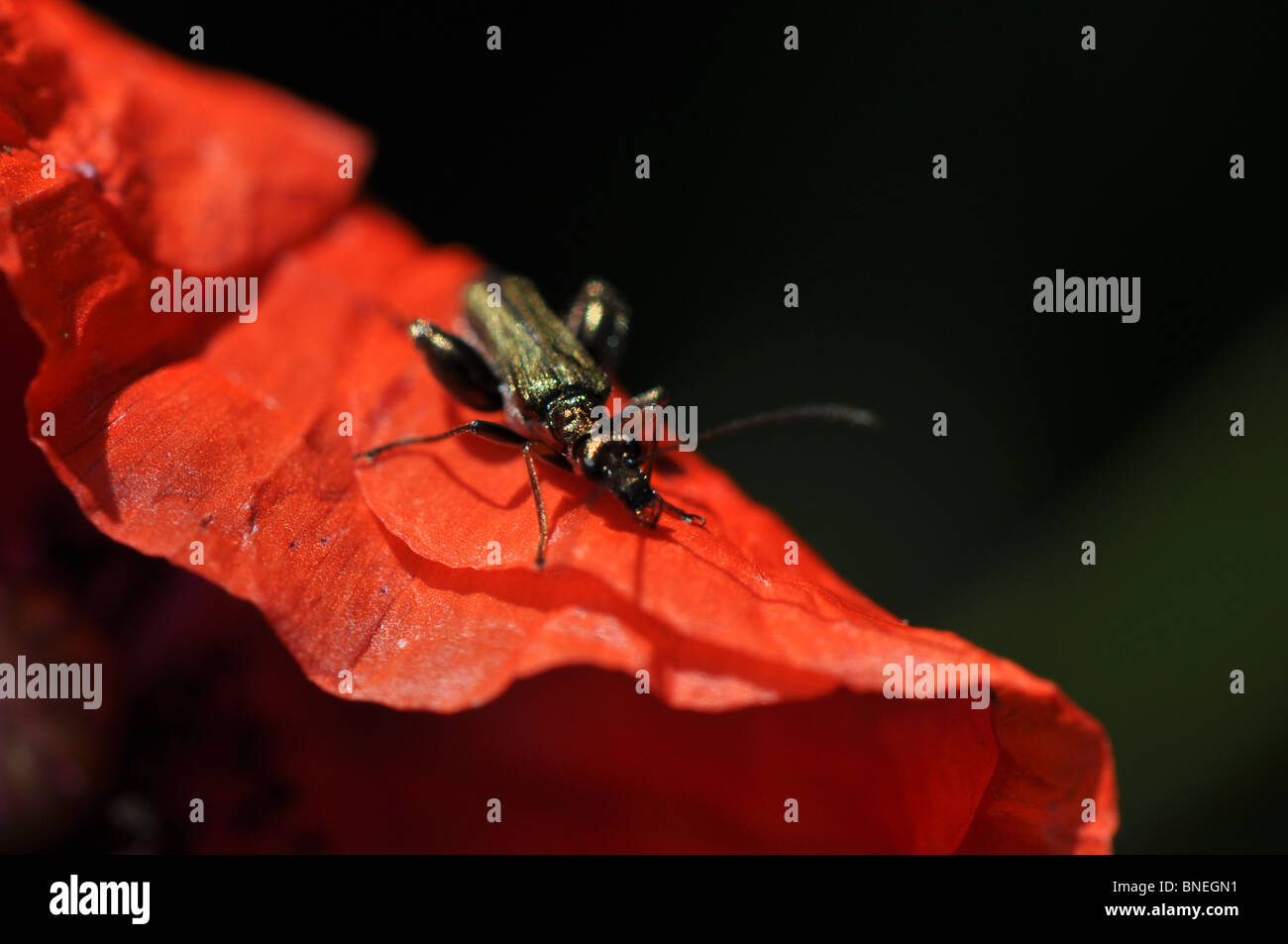 Red beetles hi-res stock photography and images - Alamy