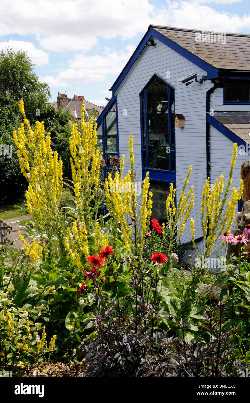 Verbascum thapsus Great or Common Mullein in front of Islington Ecology ...