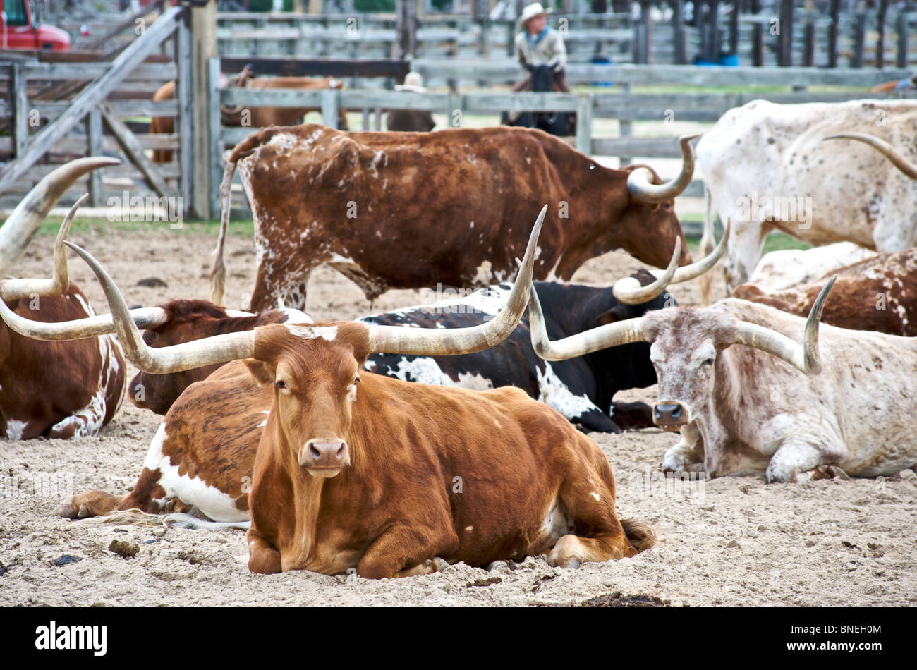 Cattle feedlot america hi-res stock photography and images - Alamy