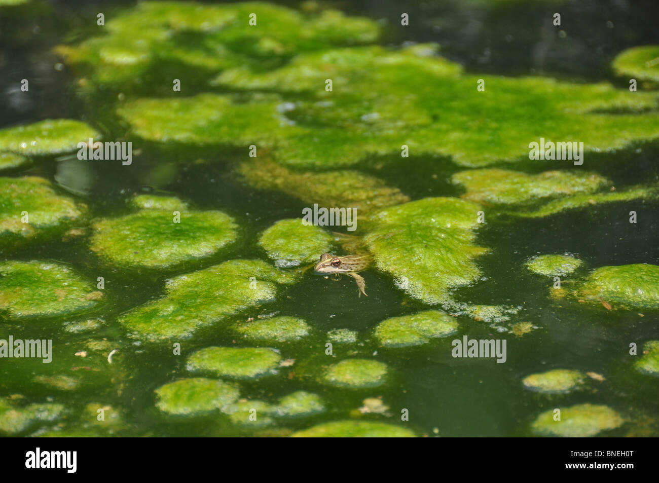 Frog in pond Stock Photo - Alamy