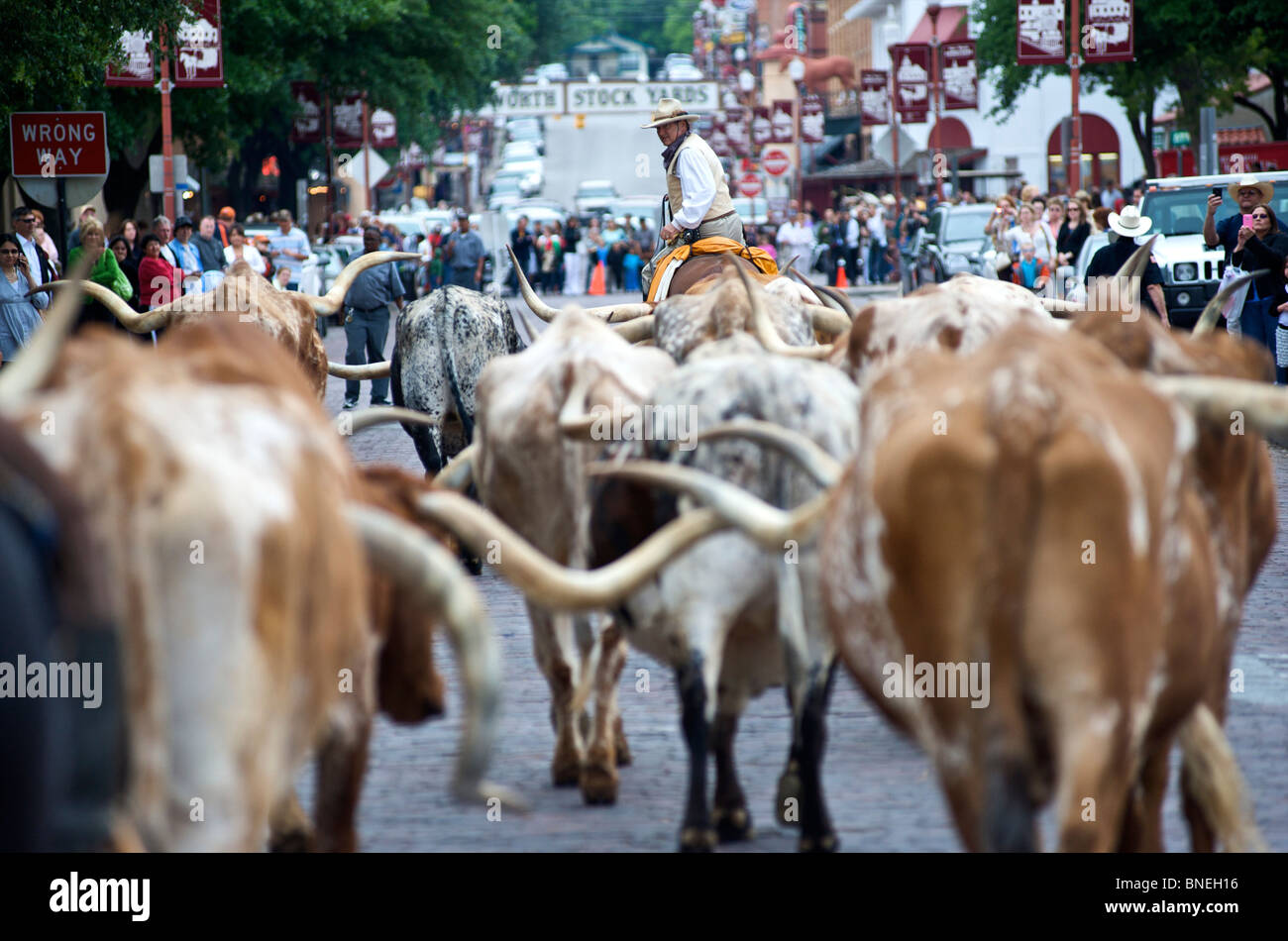 Cowboys herding cattle hi-res stock photography and images - Alamy