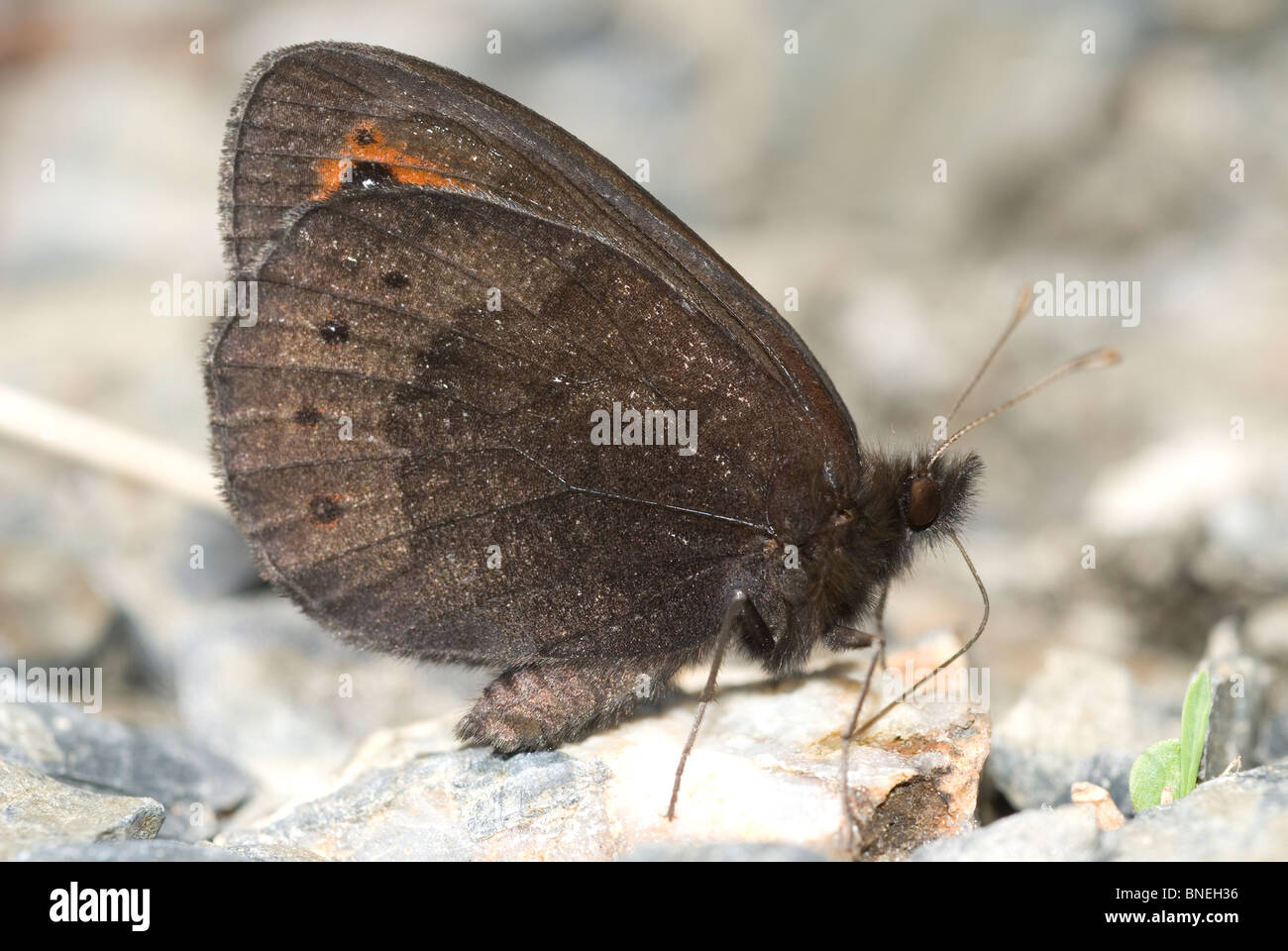 Butterfly ringlet hi-res stock photography and images - Alamy