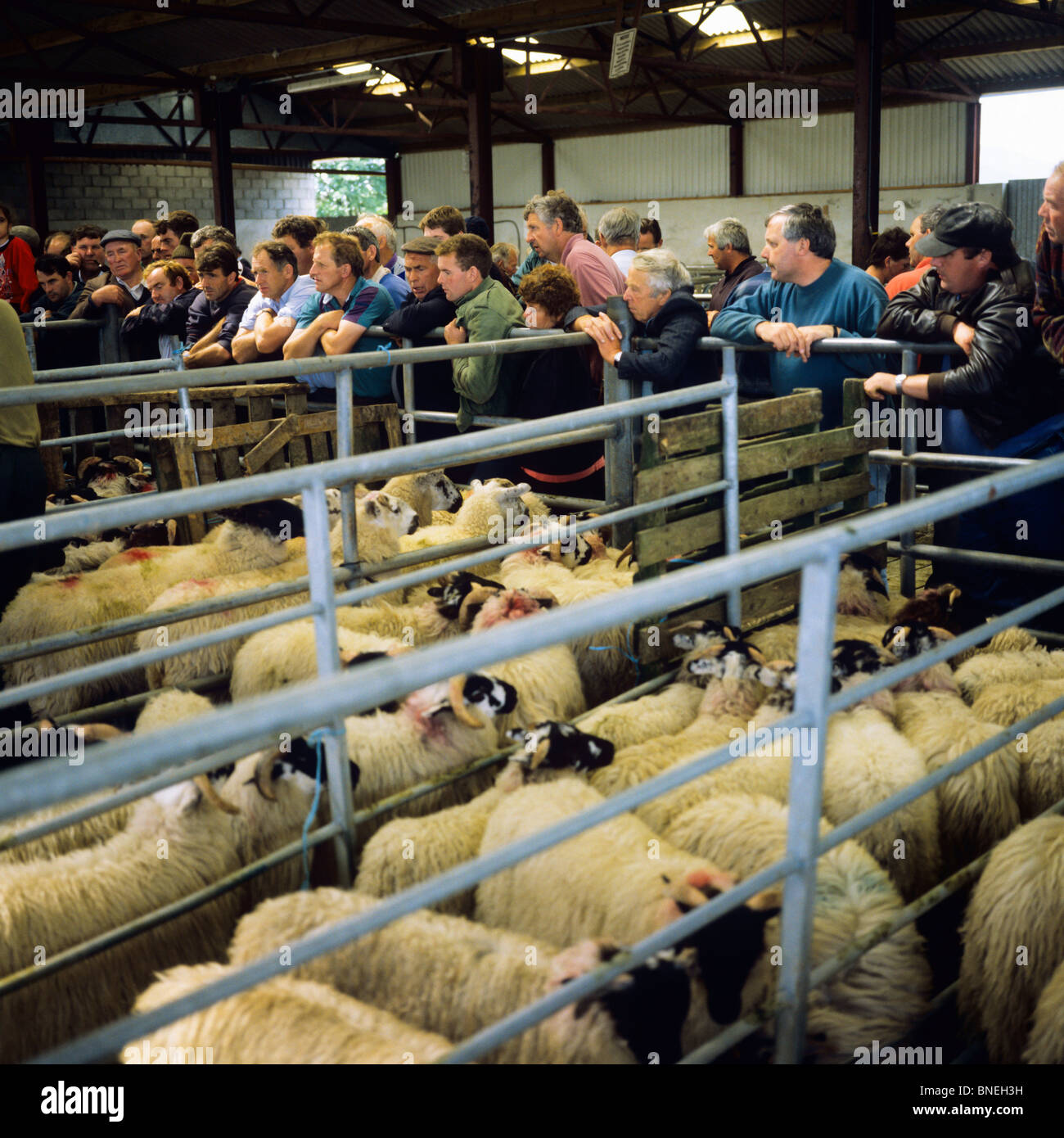 SHEEP MARKET MAAM CROSS CONNEMARA COUNTY GALWAY IRELAND Stock Photo - Alamy
