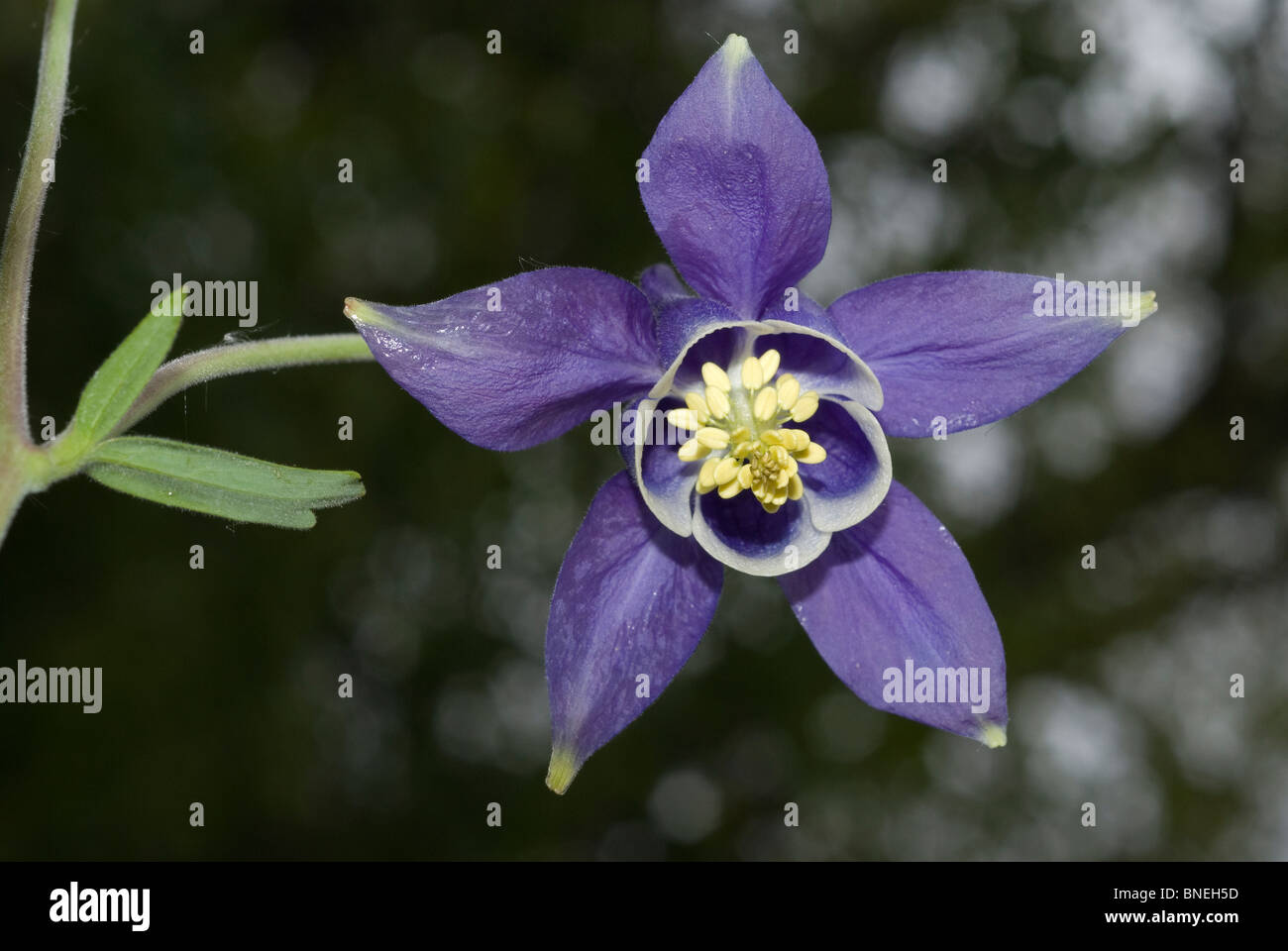 European columbine aquilegia vulgaris hi-res stock photography and ...