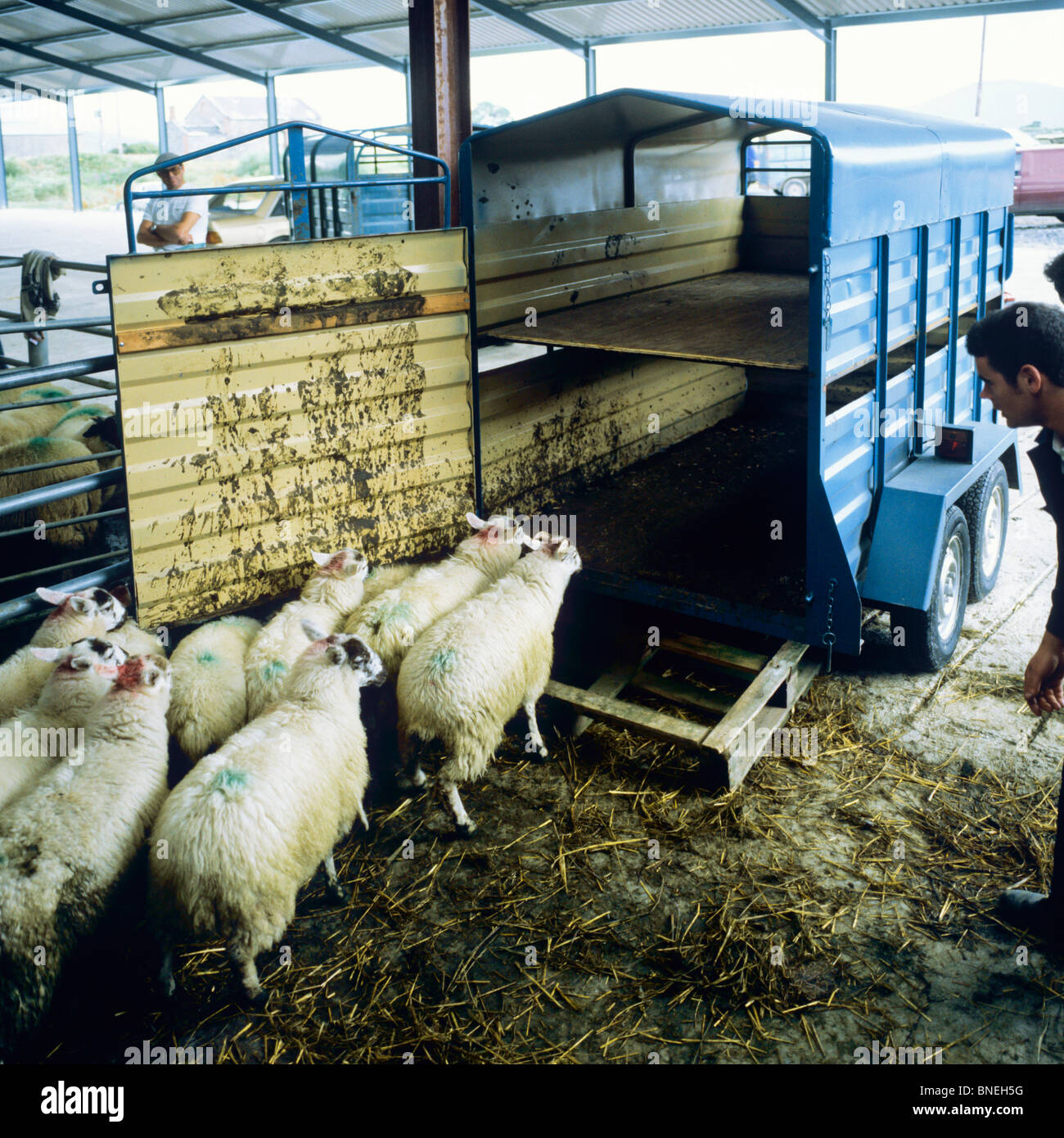 Loading sheep hi-res stock photography and images - Alamy