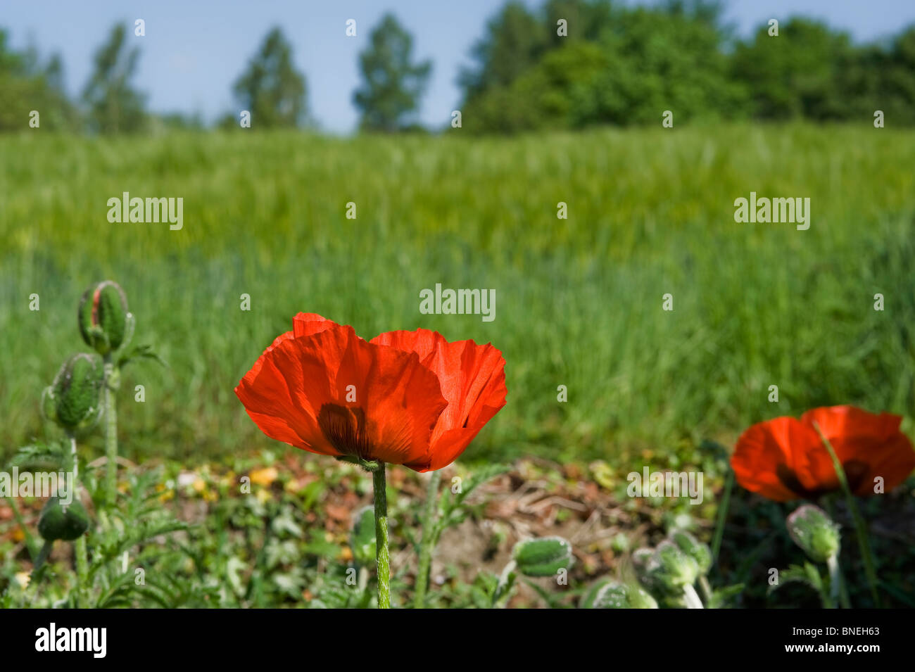Red Poppy on Edge of Corn field Stock Photo - Alamy