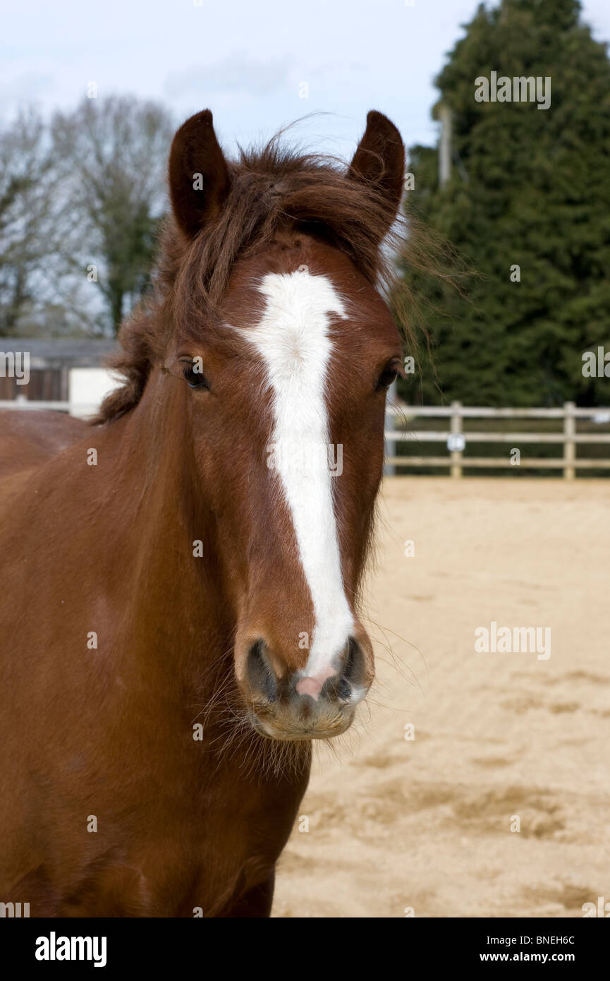 Filly hi-res stock photography and images - Alamy