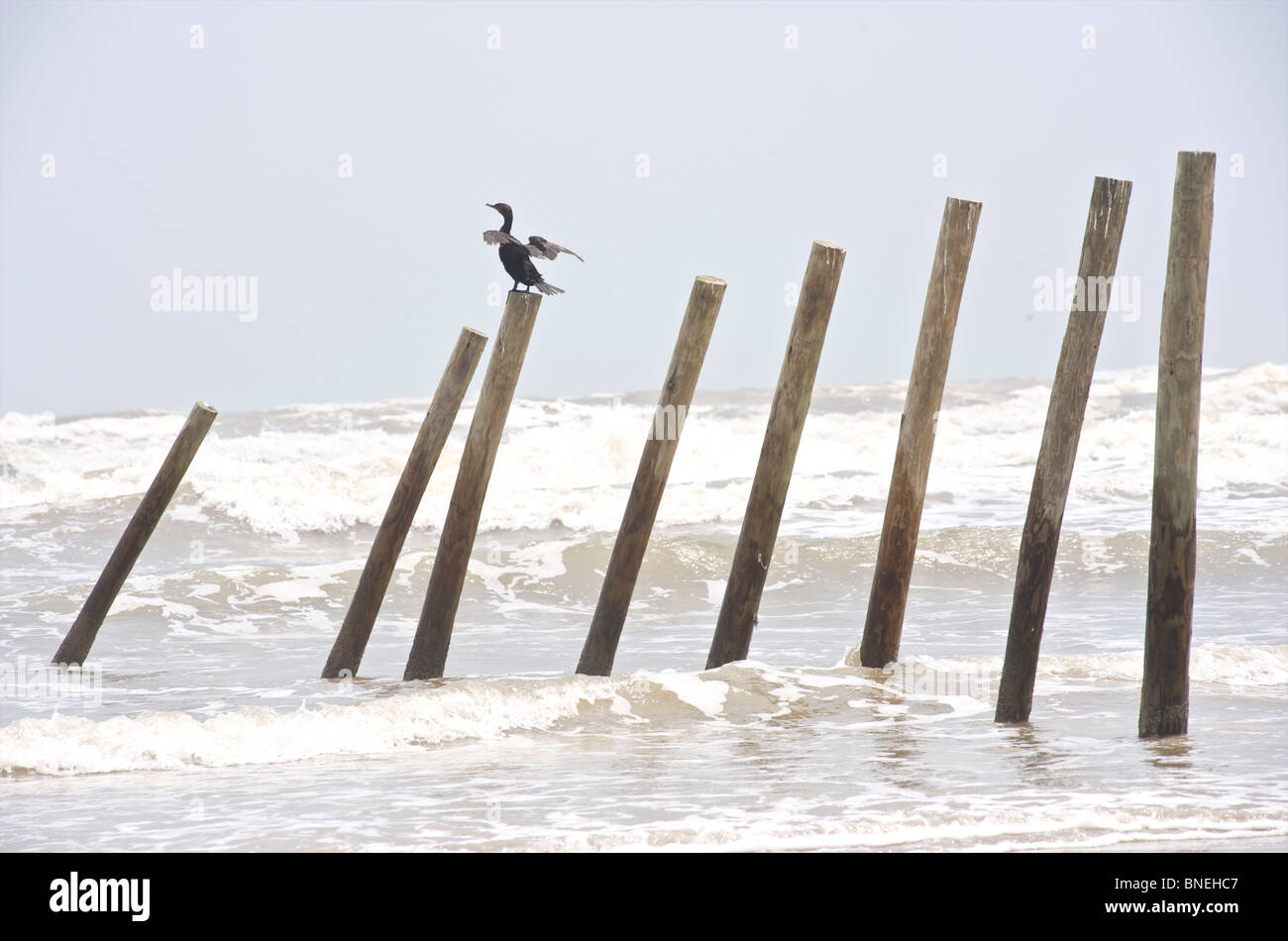 Texas wildlife division hi-res stock photography and images - Alamy