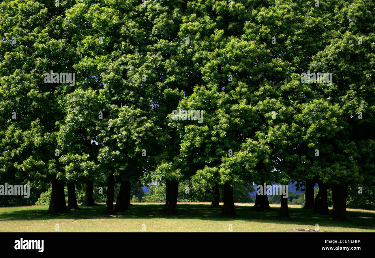 A small copse of trees Stock Photo - Alamy