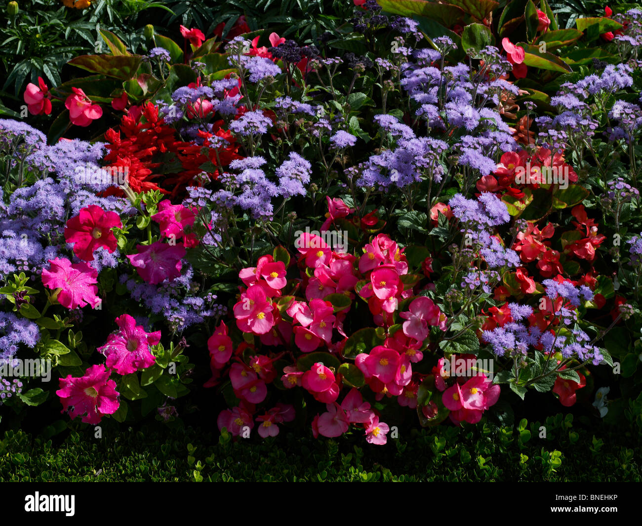 Ageratum hi-res stock photography and images - Alamy