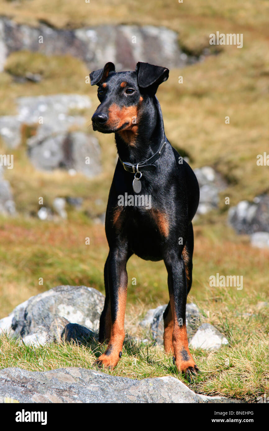 isle of barra dog breed rat catcher manchester terrier pedigree western ...
