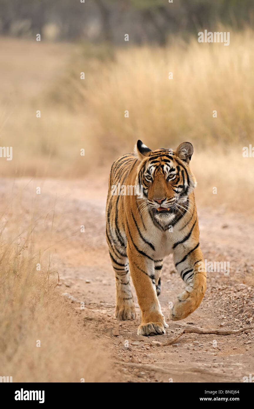 Tiger approach approaching hi-res stock photography and images - Alamy