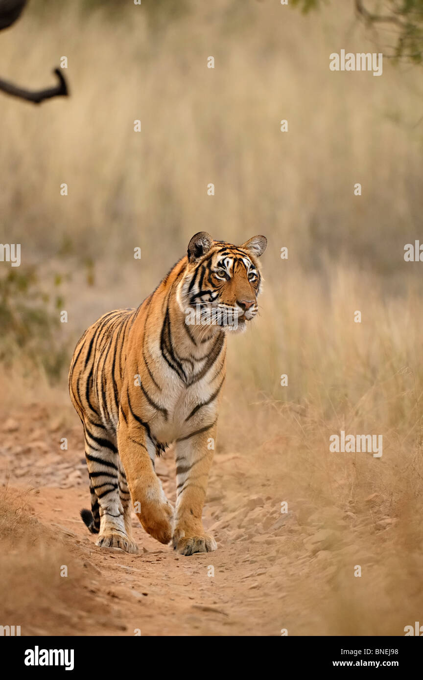 Tiger approach approaching hi-res stock photography and images - Alamy