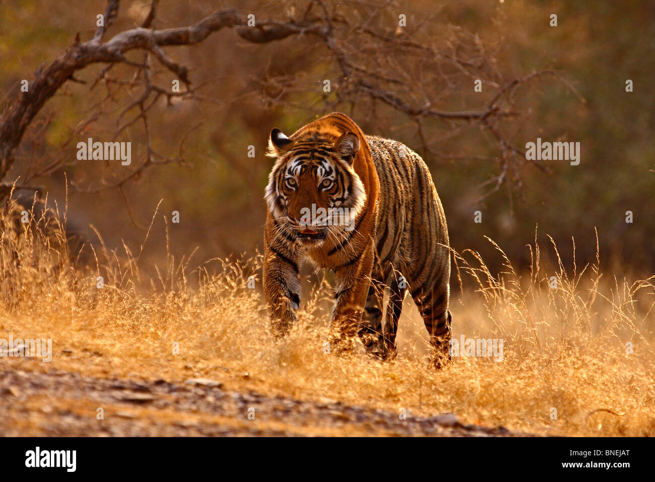 Backlit Bengal tiger staring towards the camera Stock Photo - Alamy