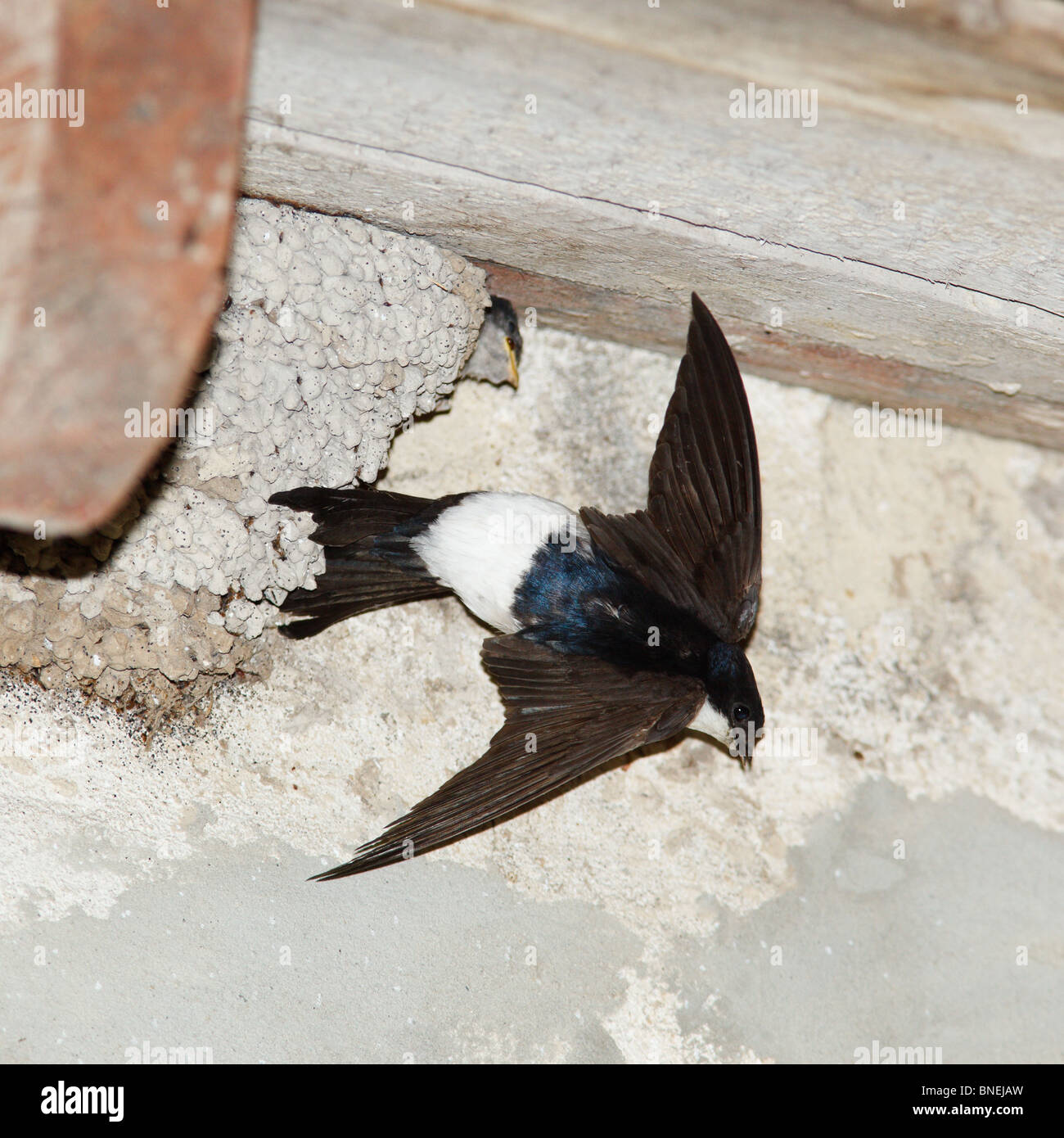 House martin bird, flying hi-res stock photography and images - Alamy
