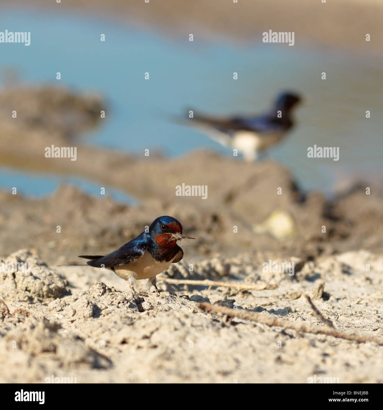 Swallow, Hirundo rustica sits on the earth Stock Photo - Alamy