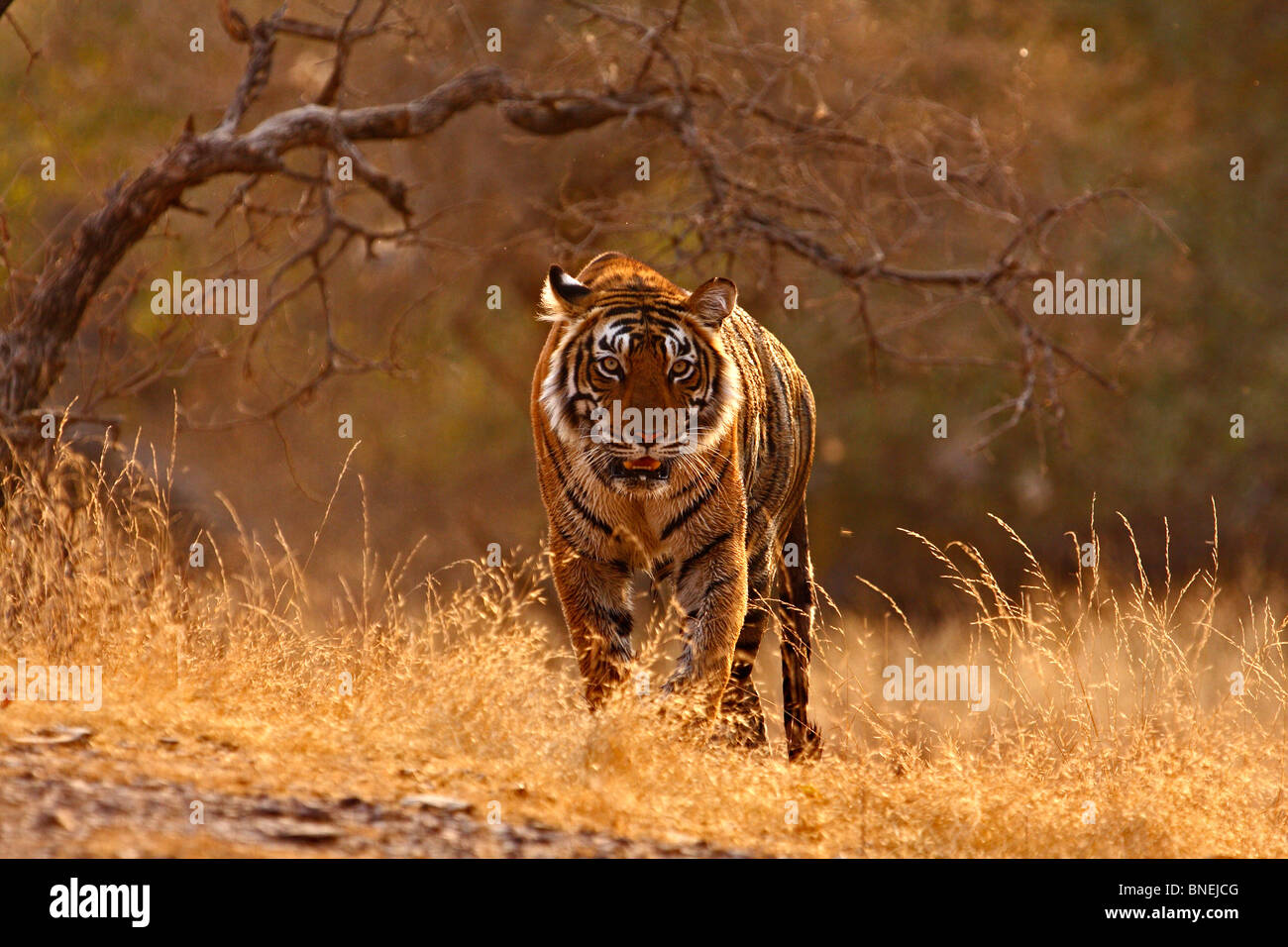 Tiger staring hi-res stock photography and images - Alamy