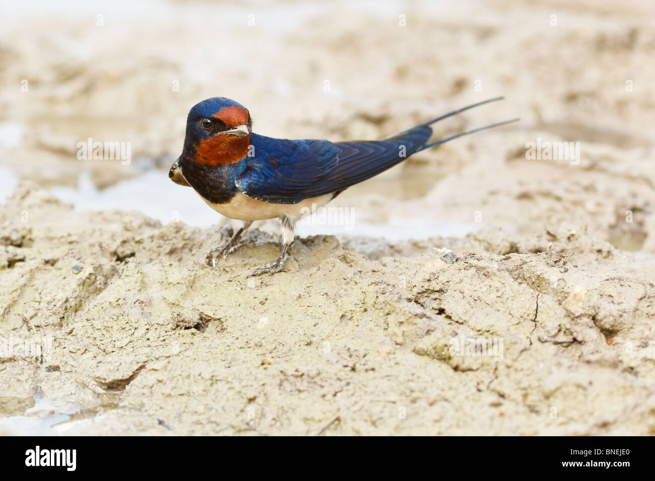 Rustica house hi-res stock photography and images - Alamy