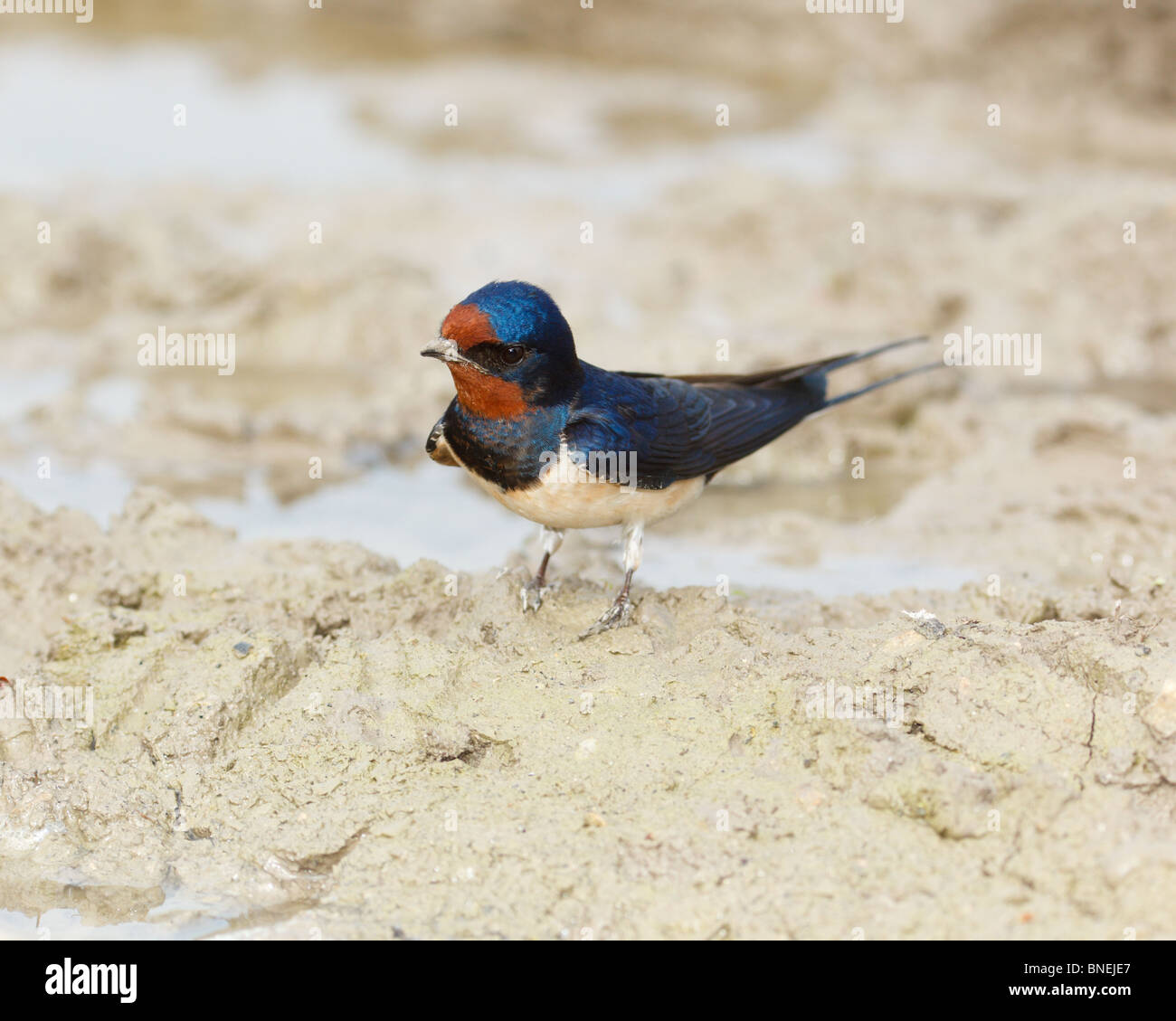 Swallow, Hirundo rustica sits on the earth Stock Photo - Alamy